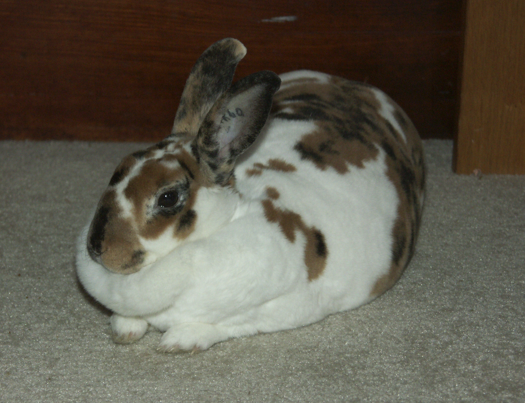 Bunny Island Rabbitry